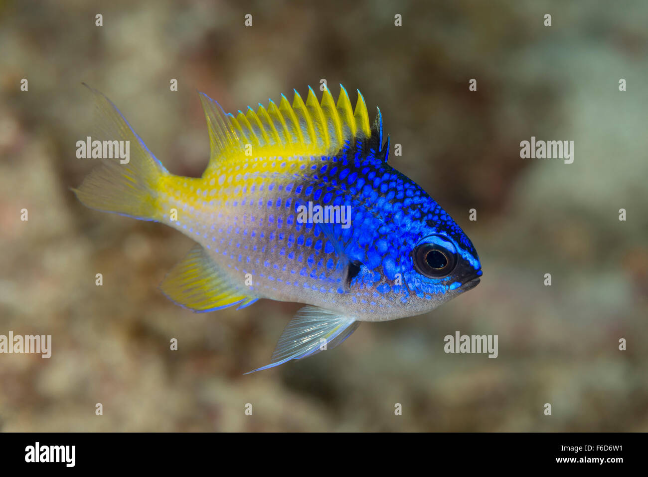 Blue-and-yellow Chromis, Chromis limbaughi, La Paz, Baja California Sur ...