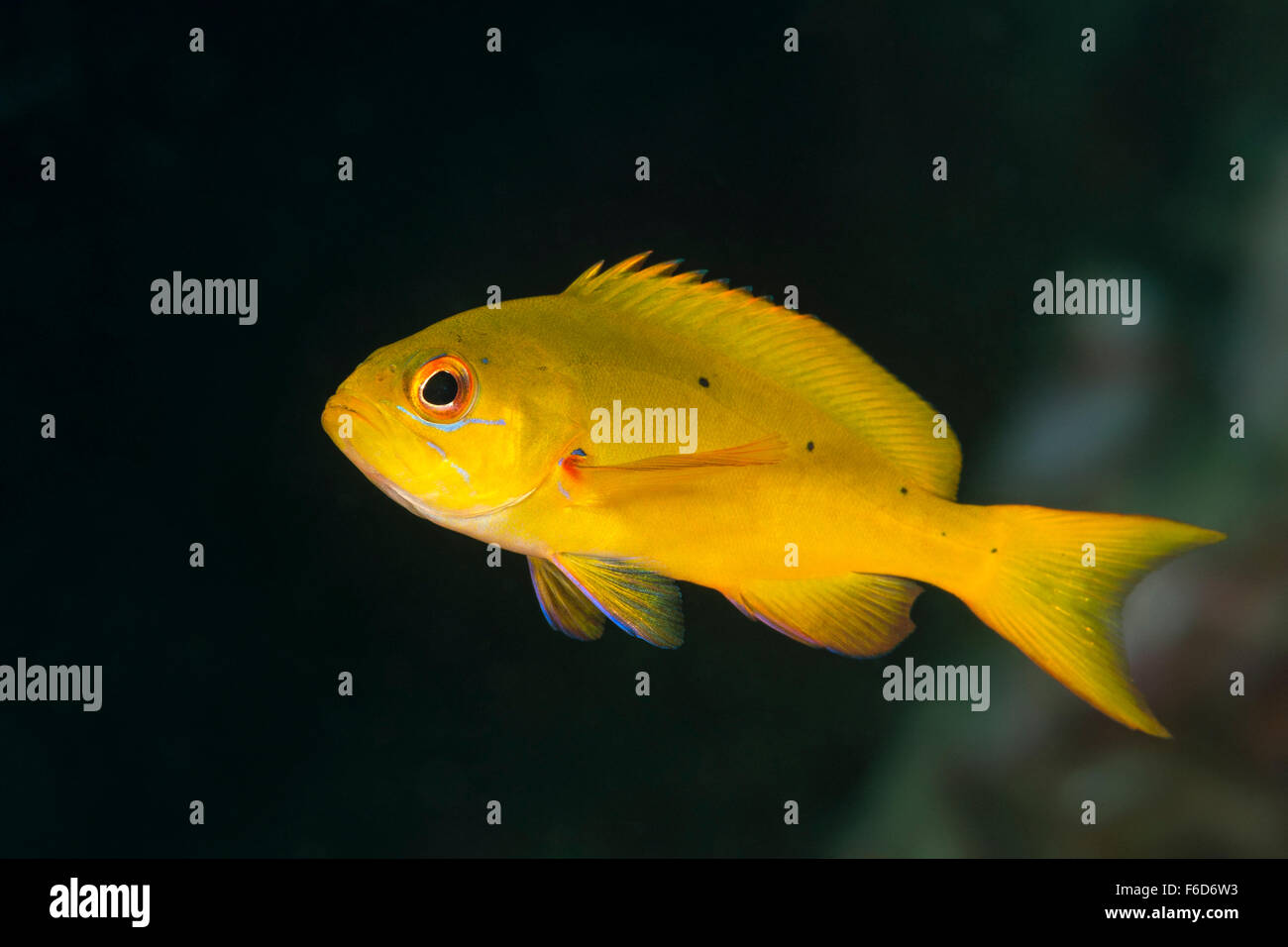 Juvenile Pacific Creolefish, Paranthias colonus, La Paz, Baja ...