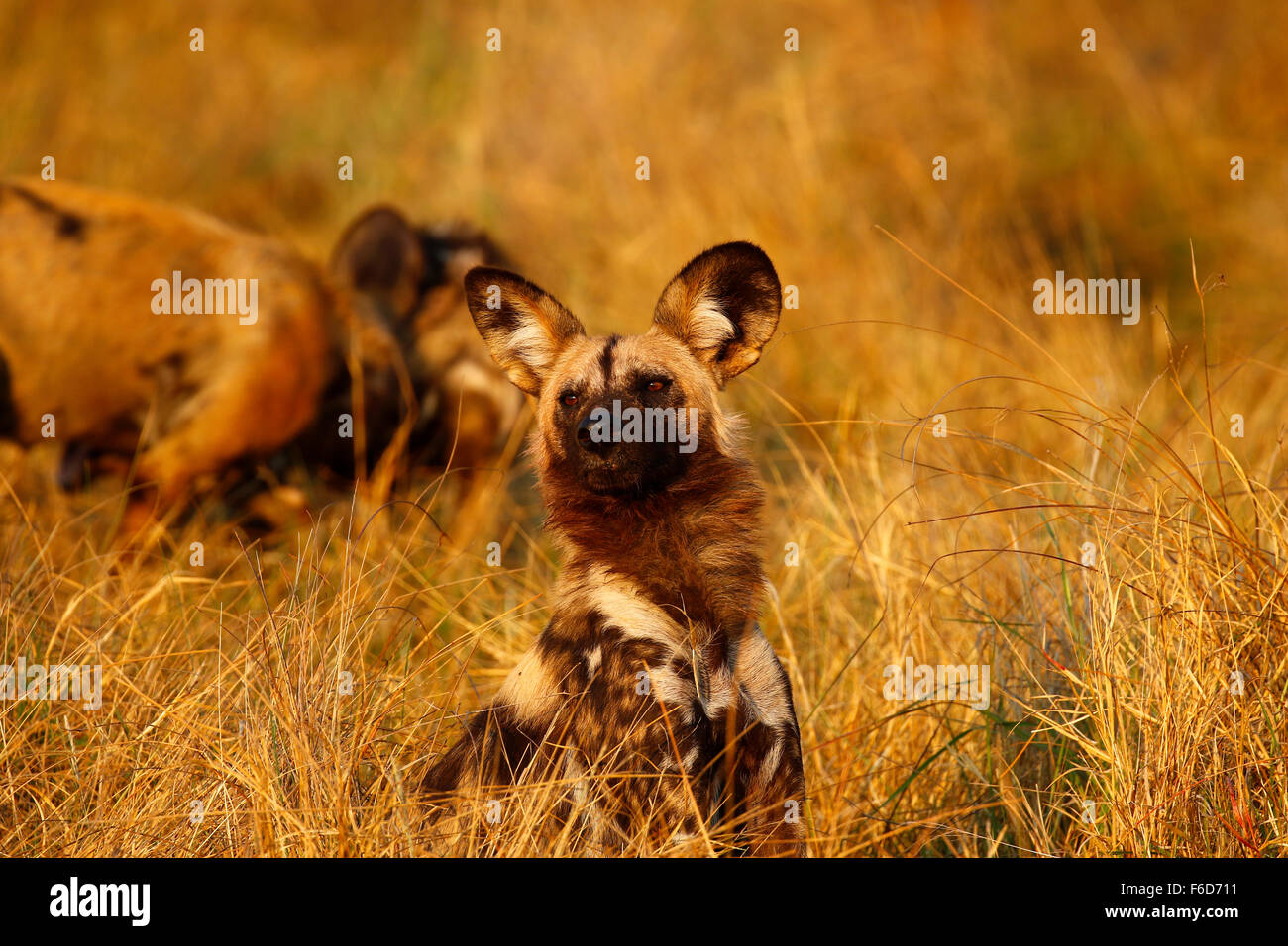 African wild dogs socializing playfully beautiful dogs having fun. They ...