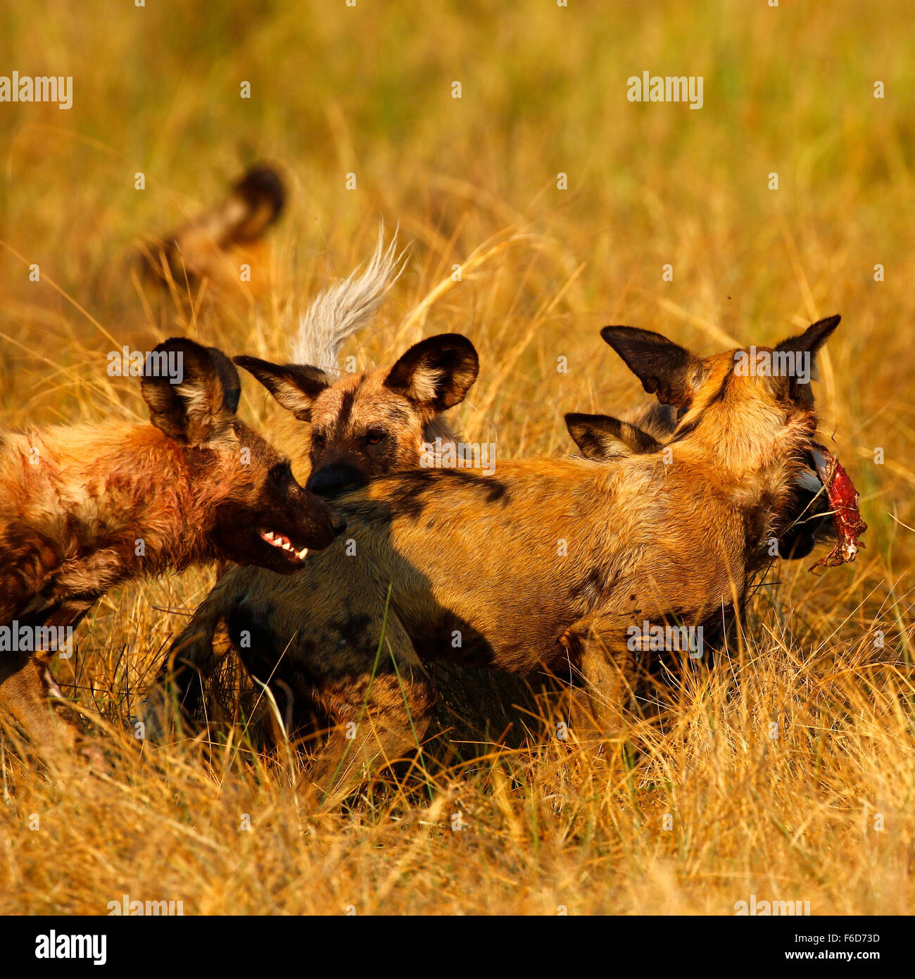 African wild dogs socializing playfully beautiful dogs having fun. They ...