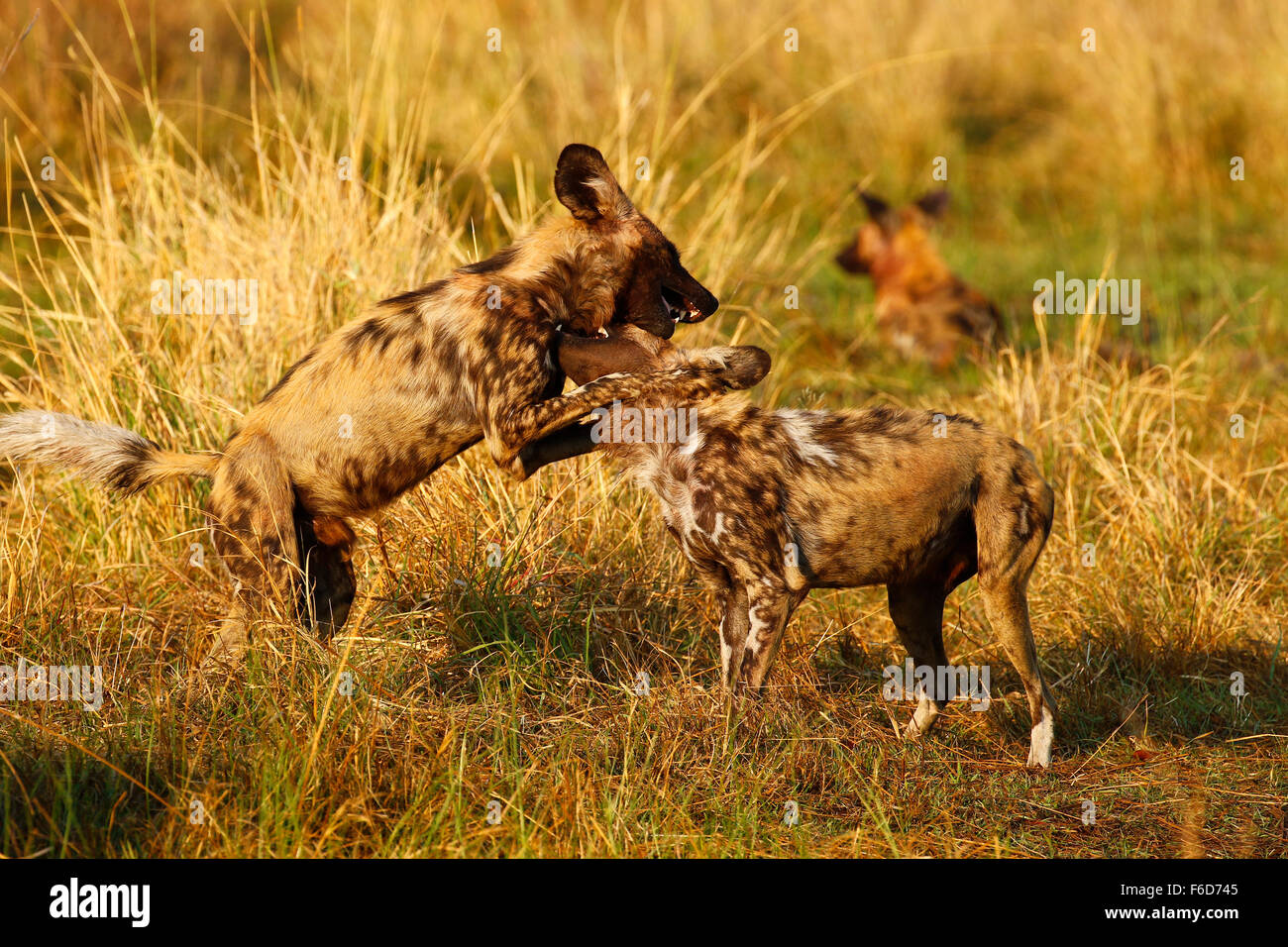 African wild dogs socializing playfully beautiful dogs having fun. They ...