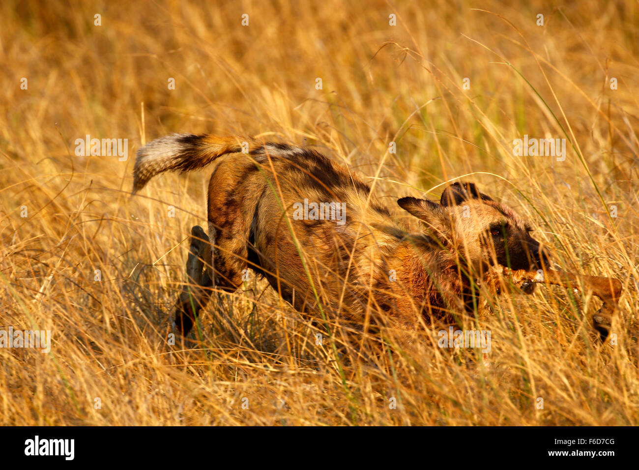 African wild dogs socializing playfully beautiful dogs having fun. They ...