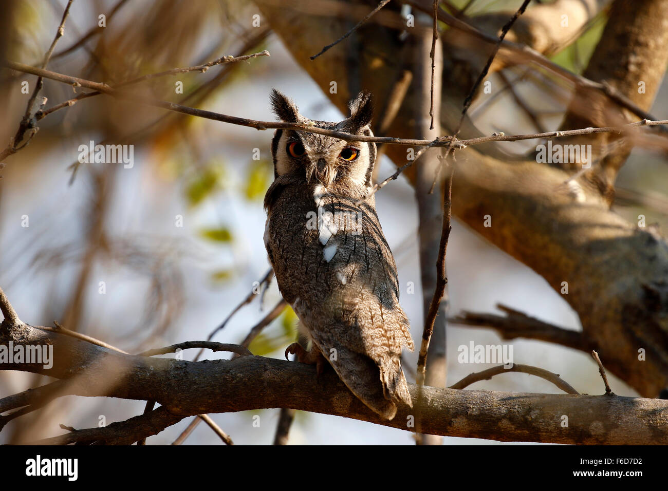 Little owlet hi-res stock photography and images - Alamy