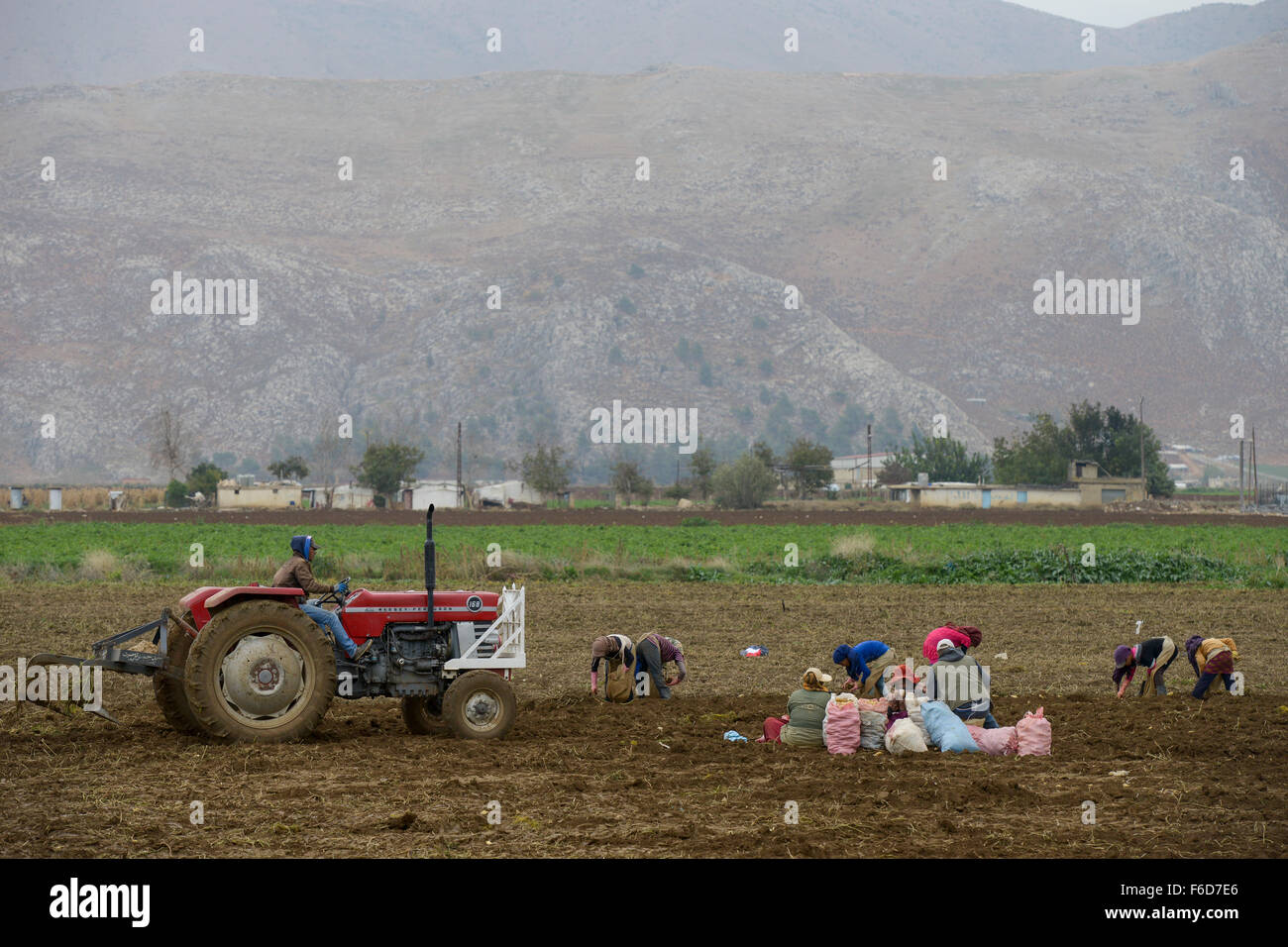 LEBANON Baalbek in Beqaa valley, syrian refugees work as saisonal ...