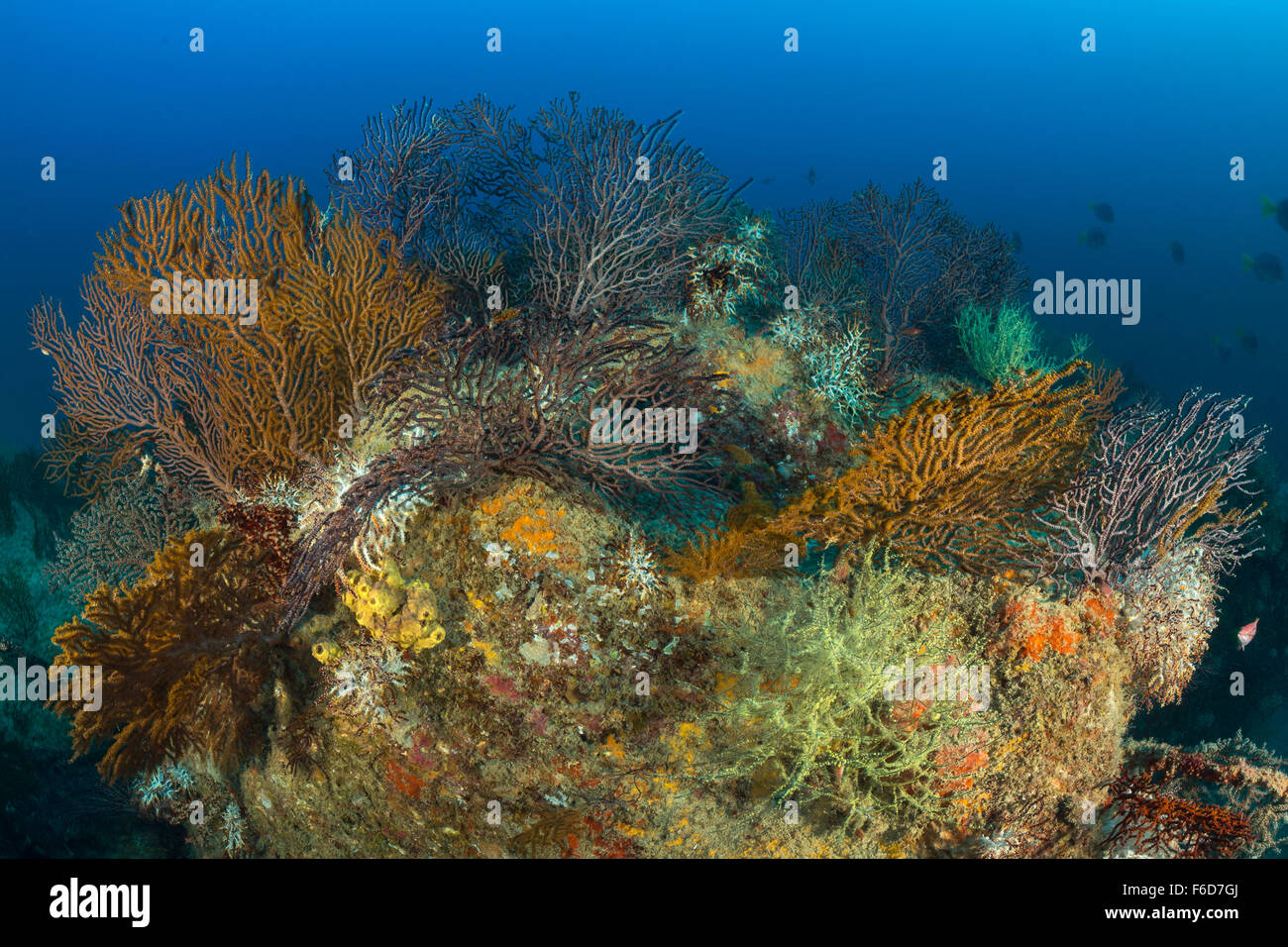 Muricea coral hi-res stock photography and images - Alamy