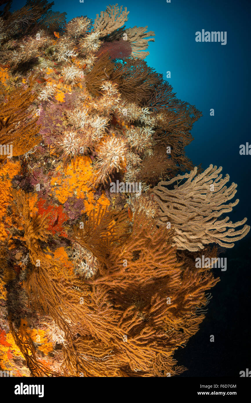 Sea Fans on Coral Reef, Muricea californica, La Paz, Baja California ...