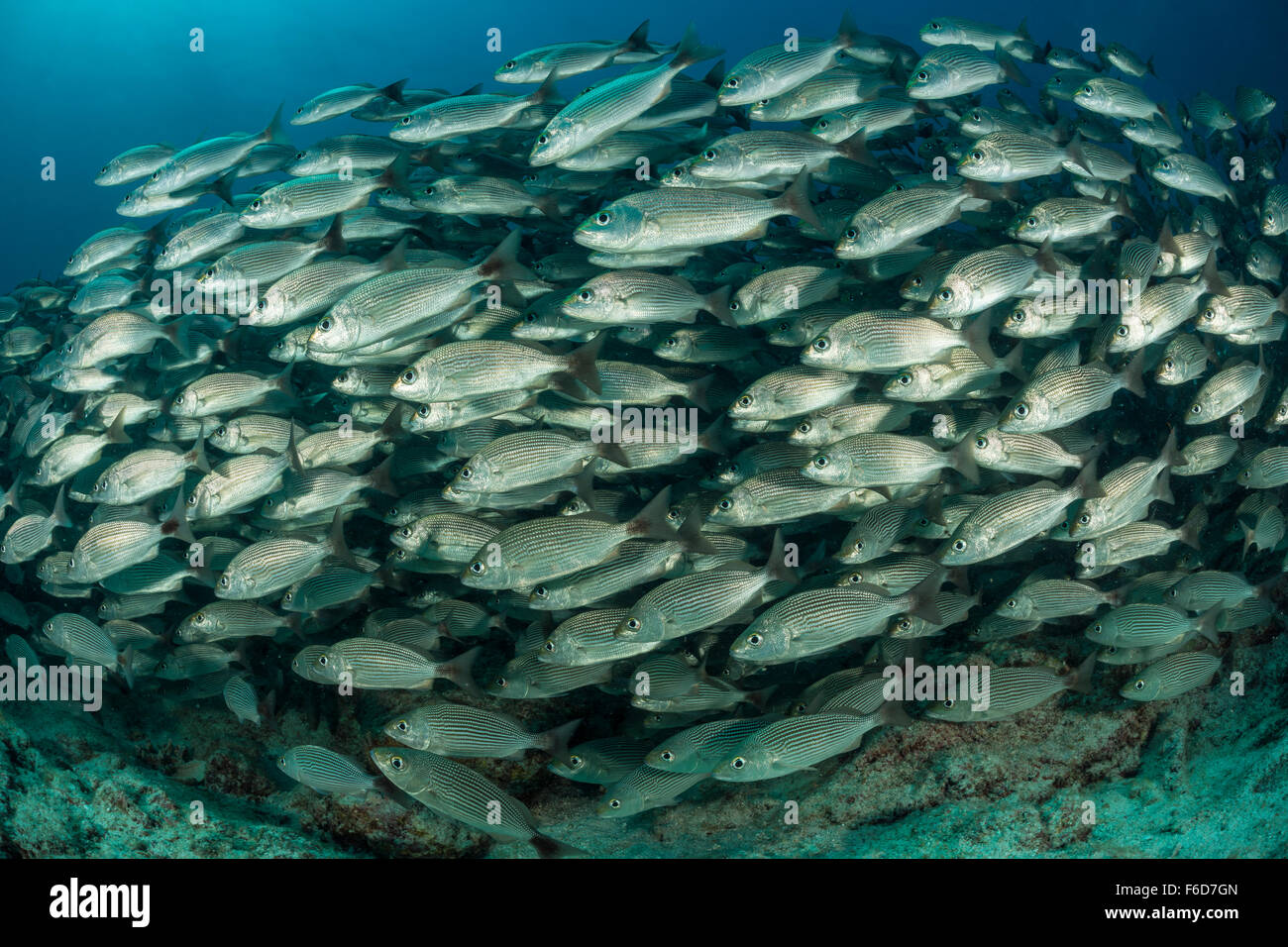 School of Spottail Grunts, Haemulon maculicauda, La Paz, Baja ...