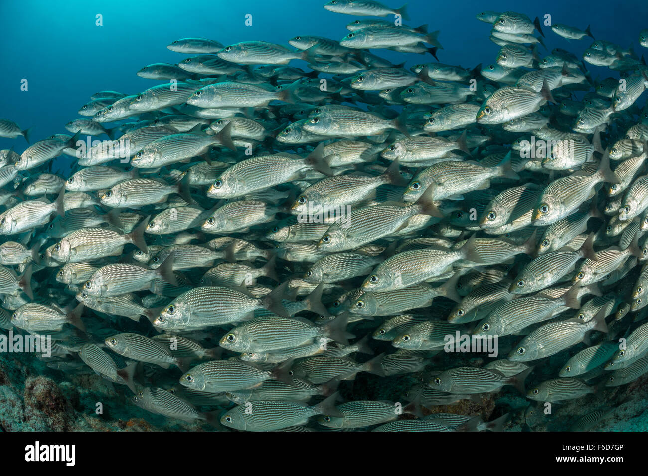 School of Spottail Grunts, Haemulon maculicauda, La Paz, Baja ...