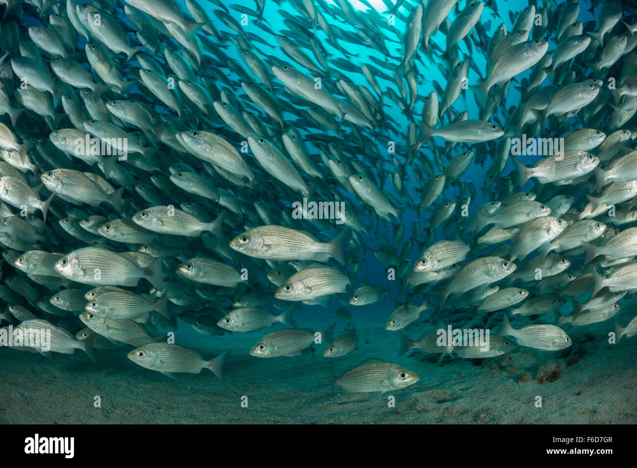 School of Spottail Grunts, Haemulon maculicauda, La Paz, Baja ...