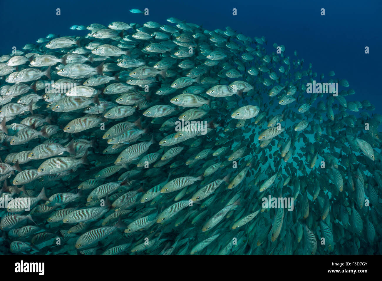 School of Spottail Grunts, Haemulon maculicauda, La Paz, Baja ...