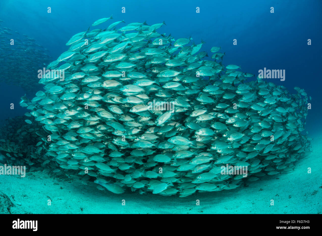 Spottail grunt school hi-res stock photography and images - Alamy