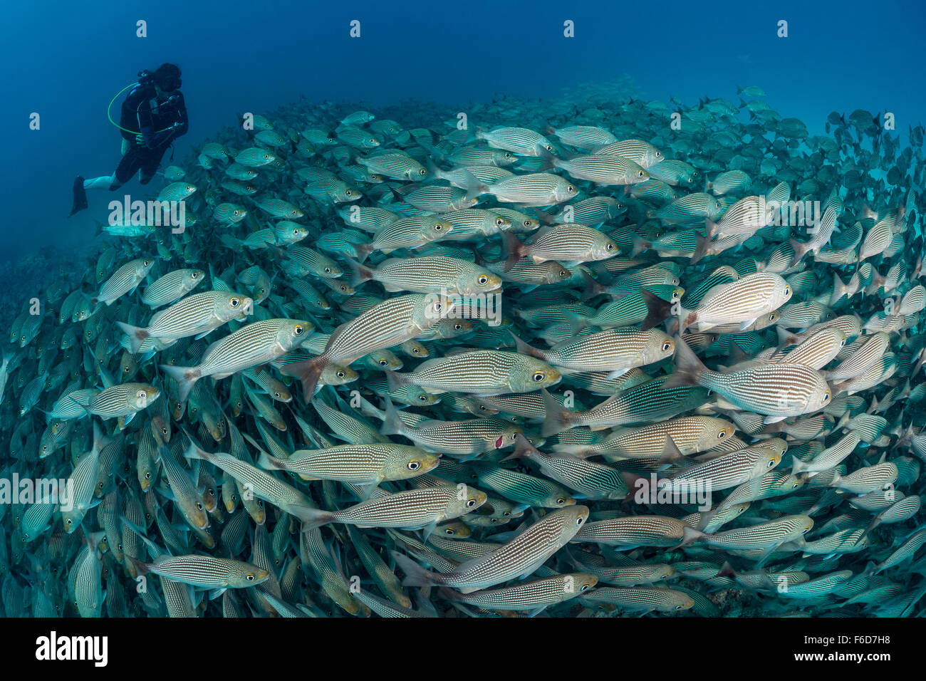 Scuba Diver over schooling Spottail Grunts, Haemulon maculicauda, La ...