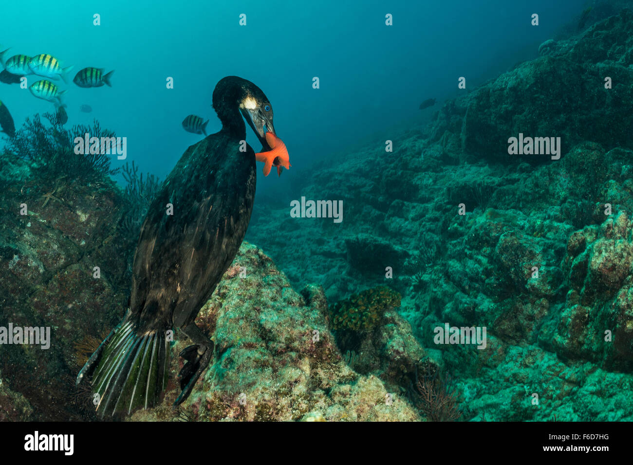 Captured fish hi-res stock photography and images - Alamy
