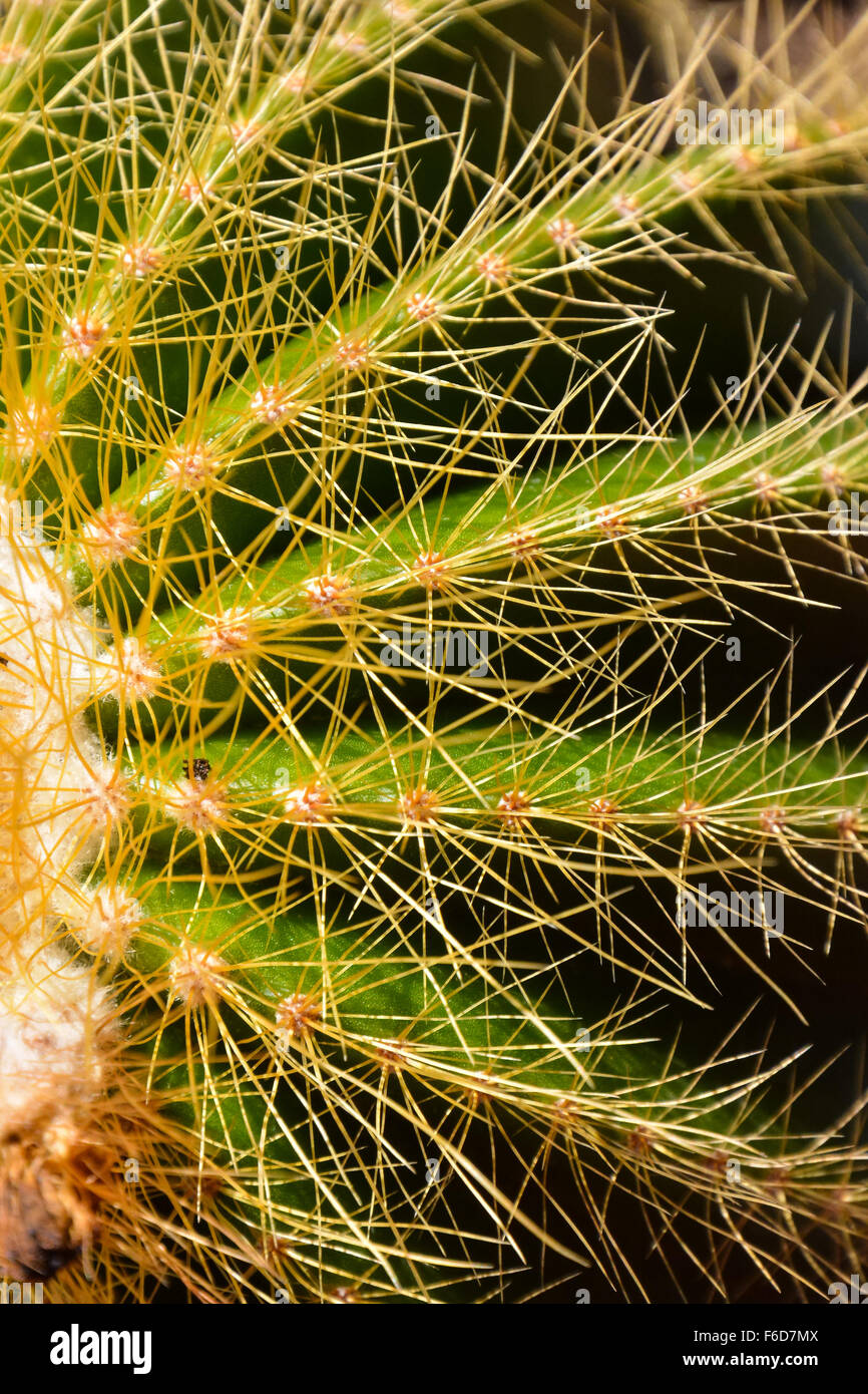 Cactus Texture Background Stock Photo - Alamy