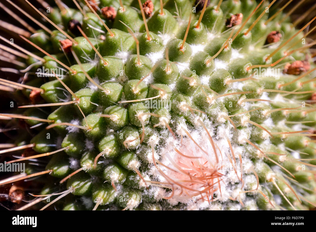Cactus Texture Background Stock Photo - Alamy