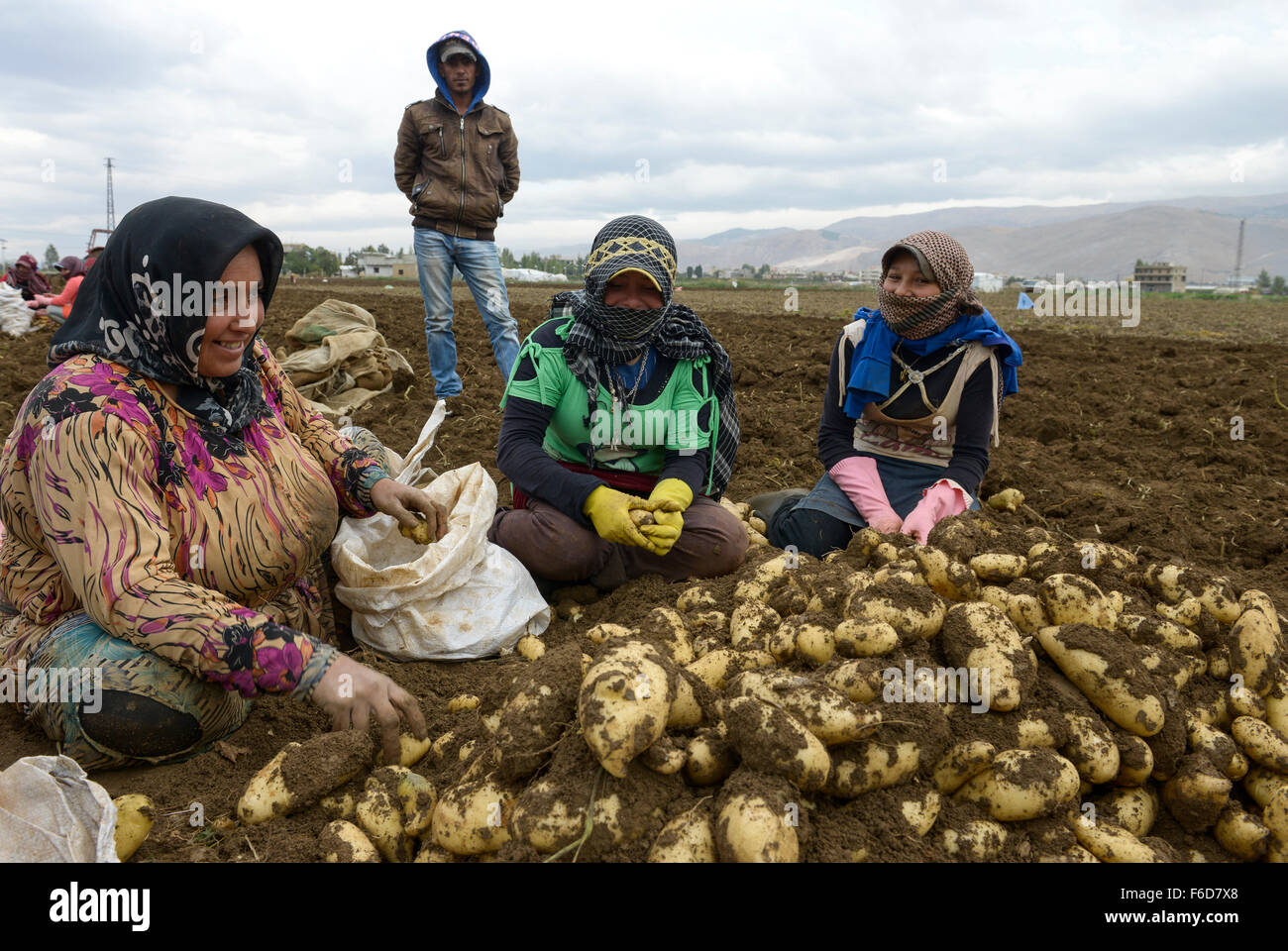 LEBANON Baalbek in Beqaa valley, syrian refugees work as saisonal ...