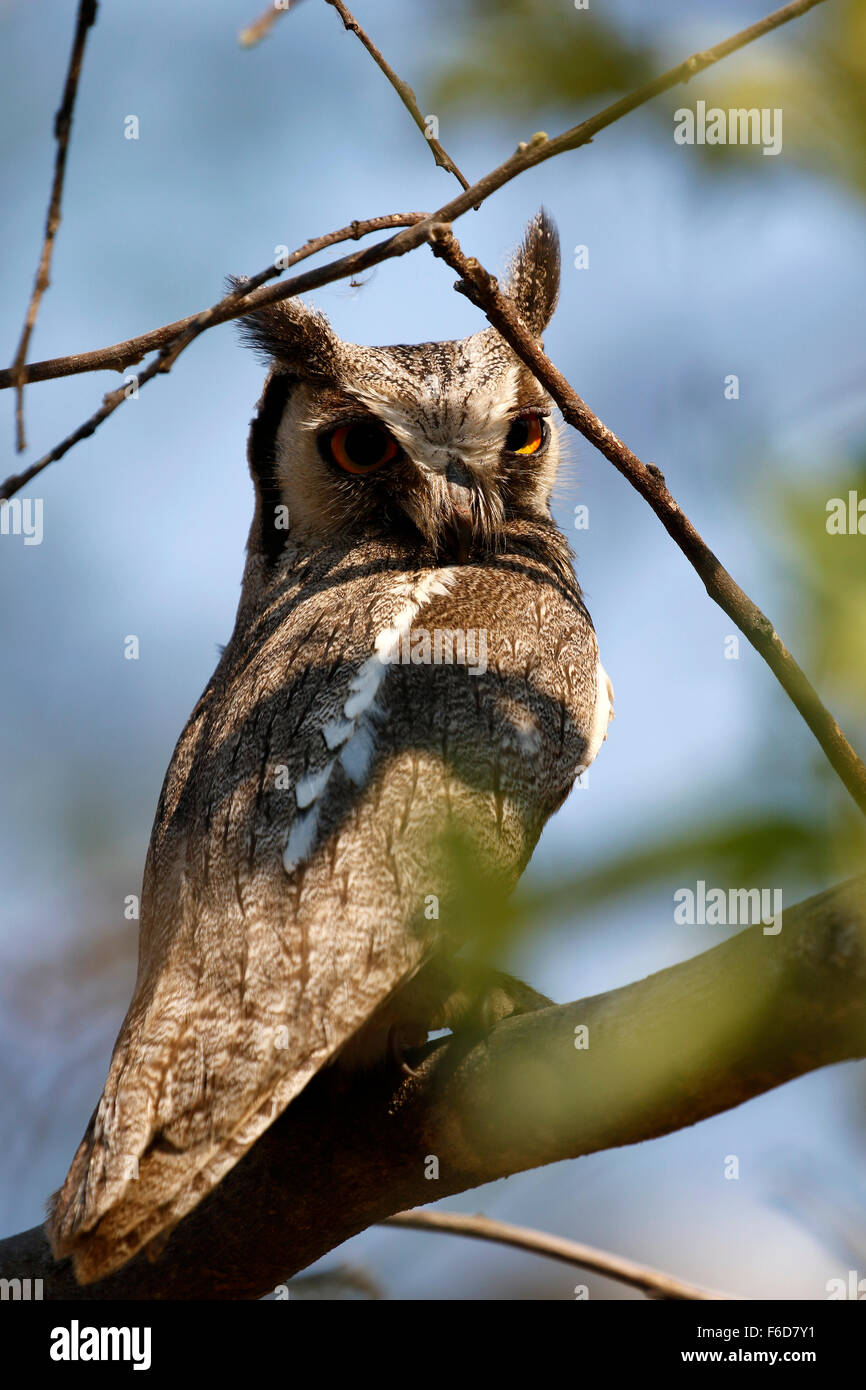This Southern White-faced Owl mum, had 4 fluffy owlet fledglings in the ...