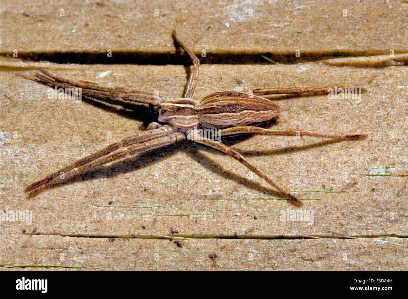 pisauridae pisaura mirabilis agelenidae tegenaria gigantea thomisidae ...