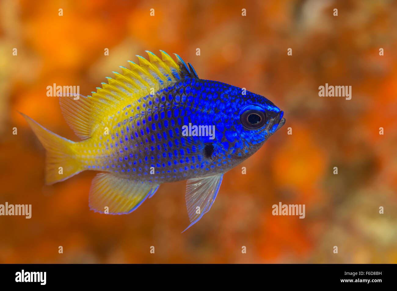 Blue-and-yellow Chromis, Chromis limbaughi, La Paz, Baja California Sur ...