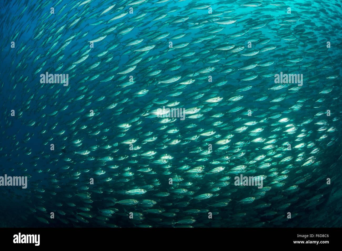 Shoal of Bigeye Scad, Selar crumenophthalmus, La Paz, Baja California ...