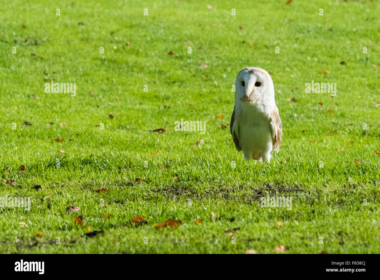 Owls stand hi-res stock photography and images - Alamy