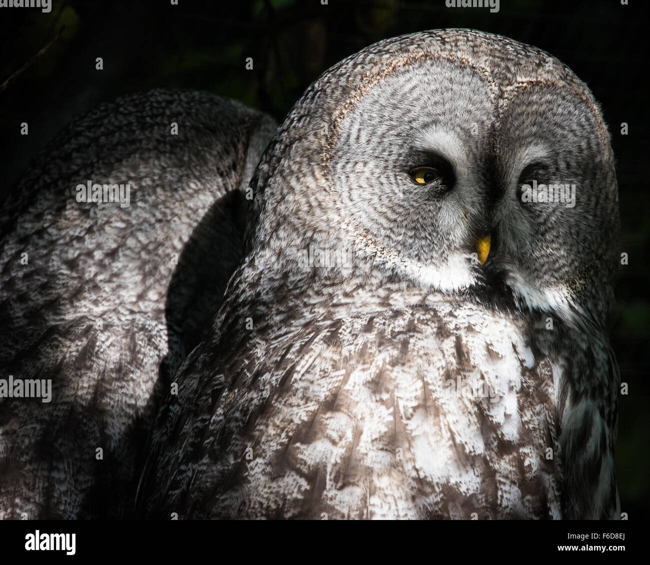 Great Grey Owls Stock Photo - Alamy