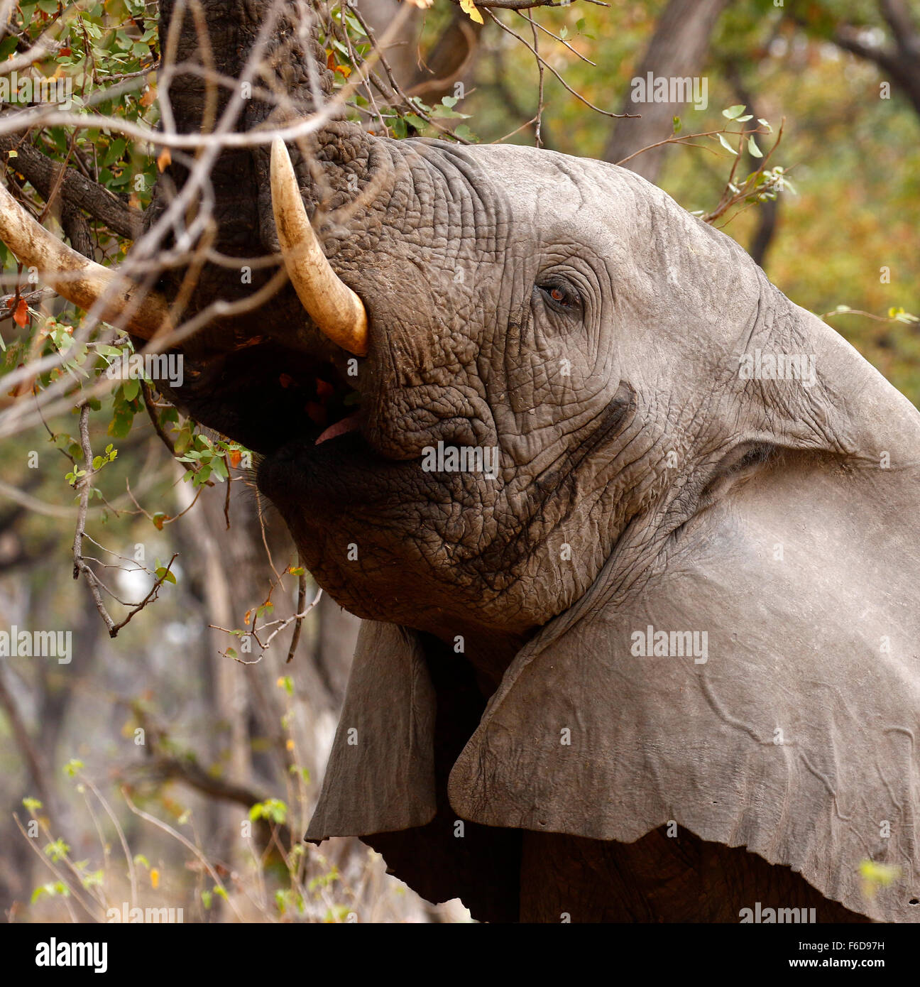 African elephants are the largest living terrestrial animals in the ...