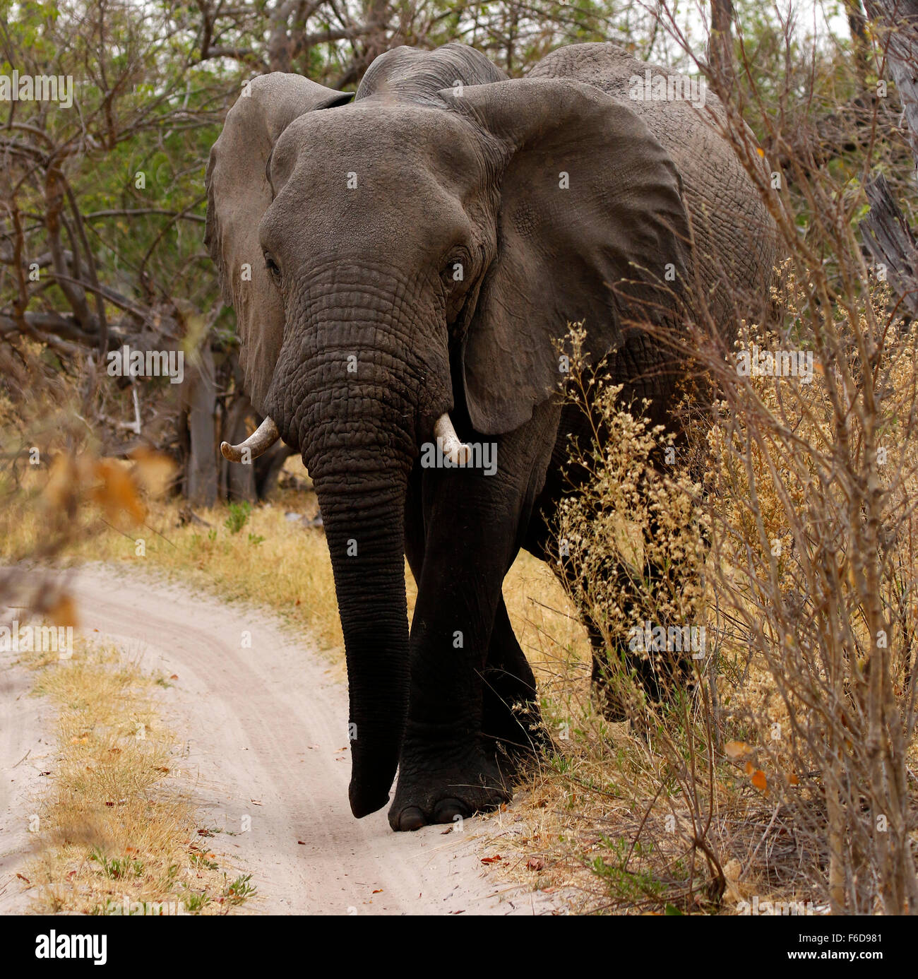 African elephants are the largest living terrestrial animals in the ...