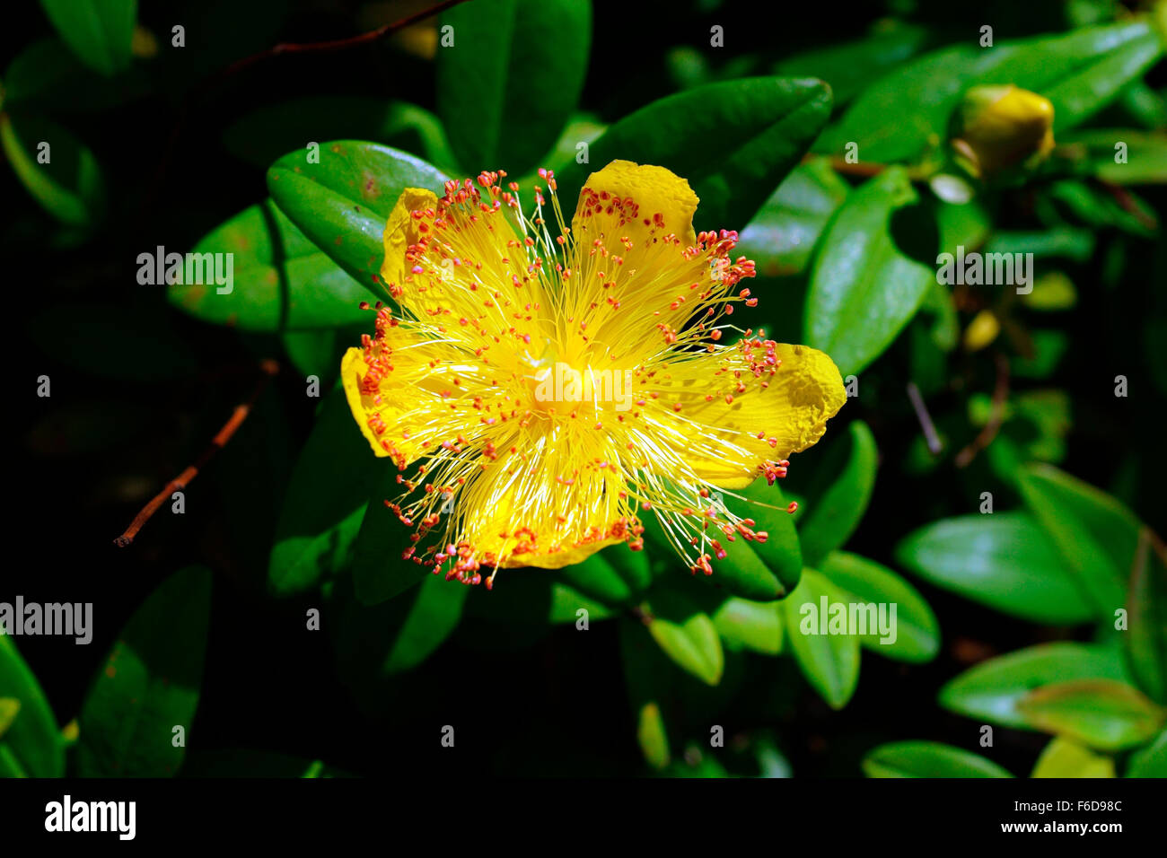 HYPERICUM FORRESTII BLOOMING WILD ROADSIDE Stock Photo - Alamy