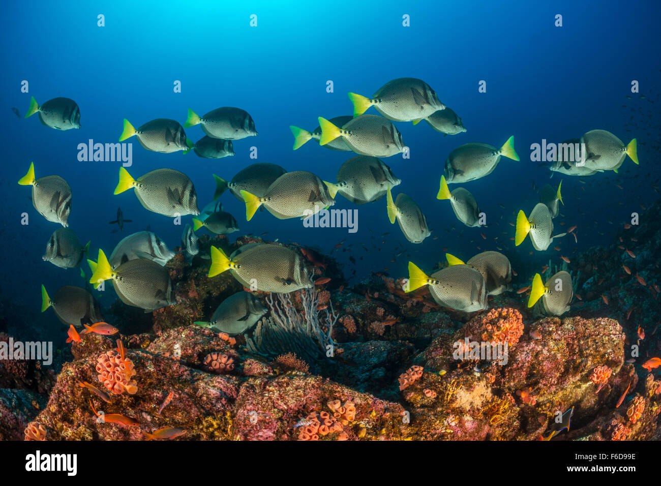 Shoal of Yellowtail Surgeonfish, Prionurus punctatus, La Paz, Baja ...