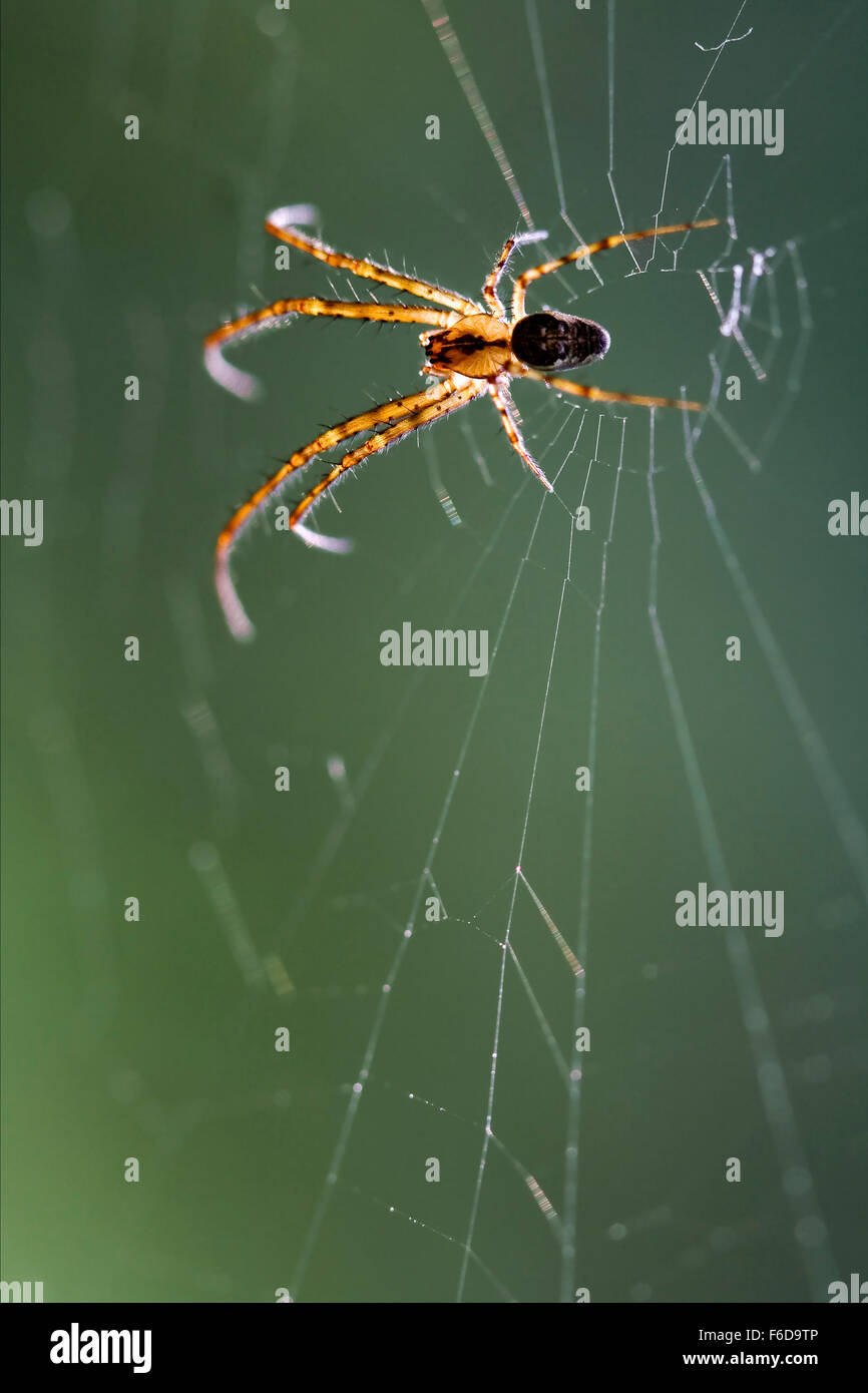 web pisauridae pisaura mirabilis agelenidae tegenaria gigantea ...
