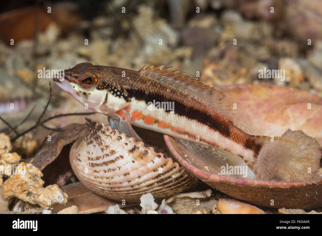 Barred Serrano, Serranus psittacinus, La Paz, Baja California Sur ...