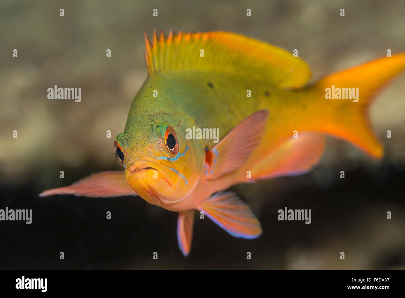 Juvenile Pacific Creolefish, Paranthias colonus, La Paz, Baja ...