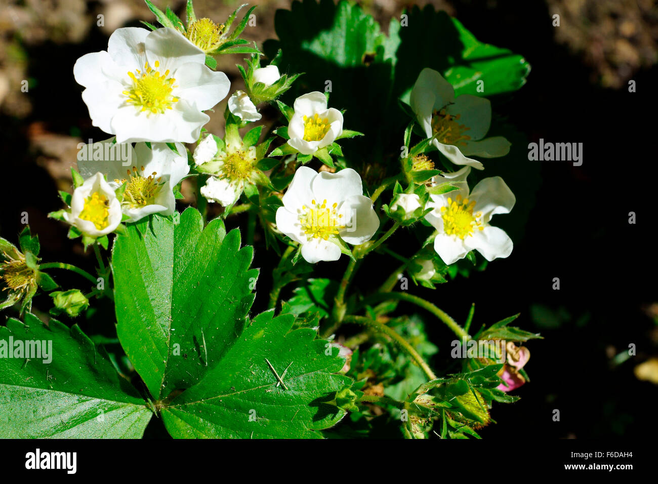 STRAWBERRY'S IN FLOWER Stock Photo - Alamy