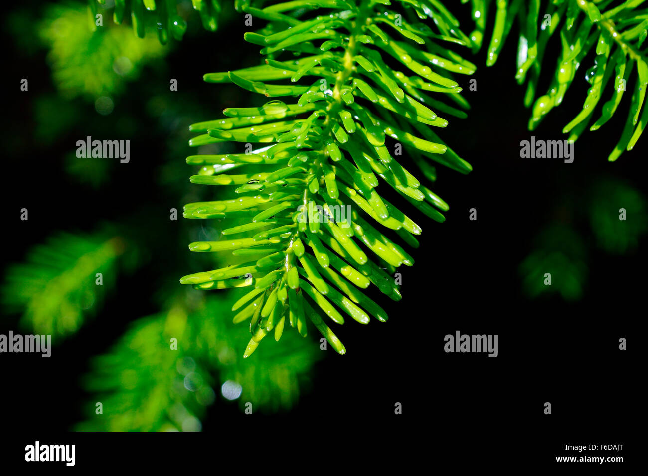 Pretty tree sap hi-res stock photography and images - Alamy