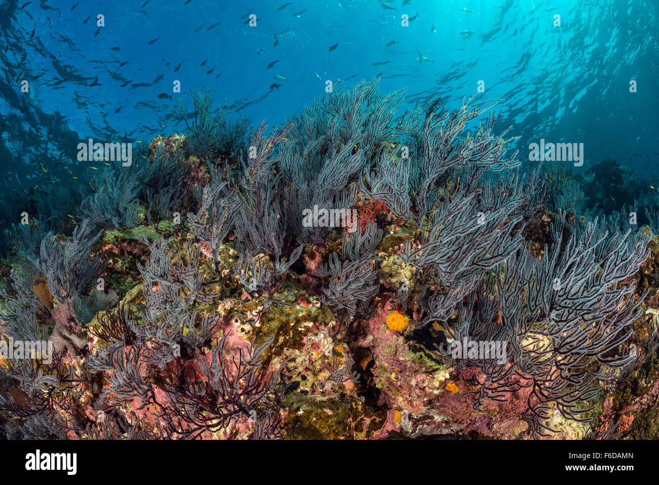 Sea Fans on Coral Reef, Muricea californica, La Paz, Baja California ...