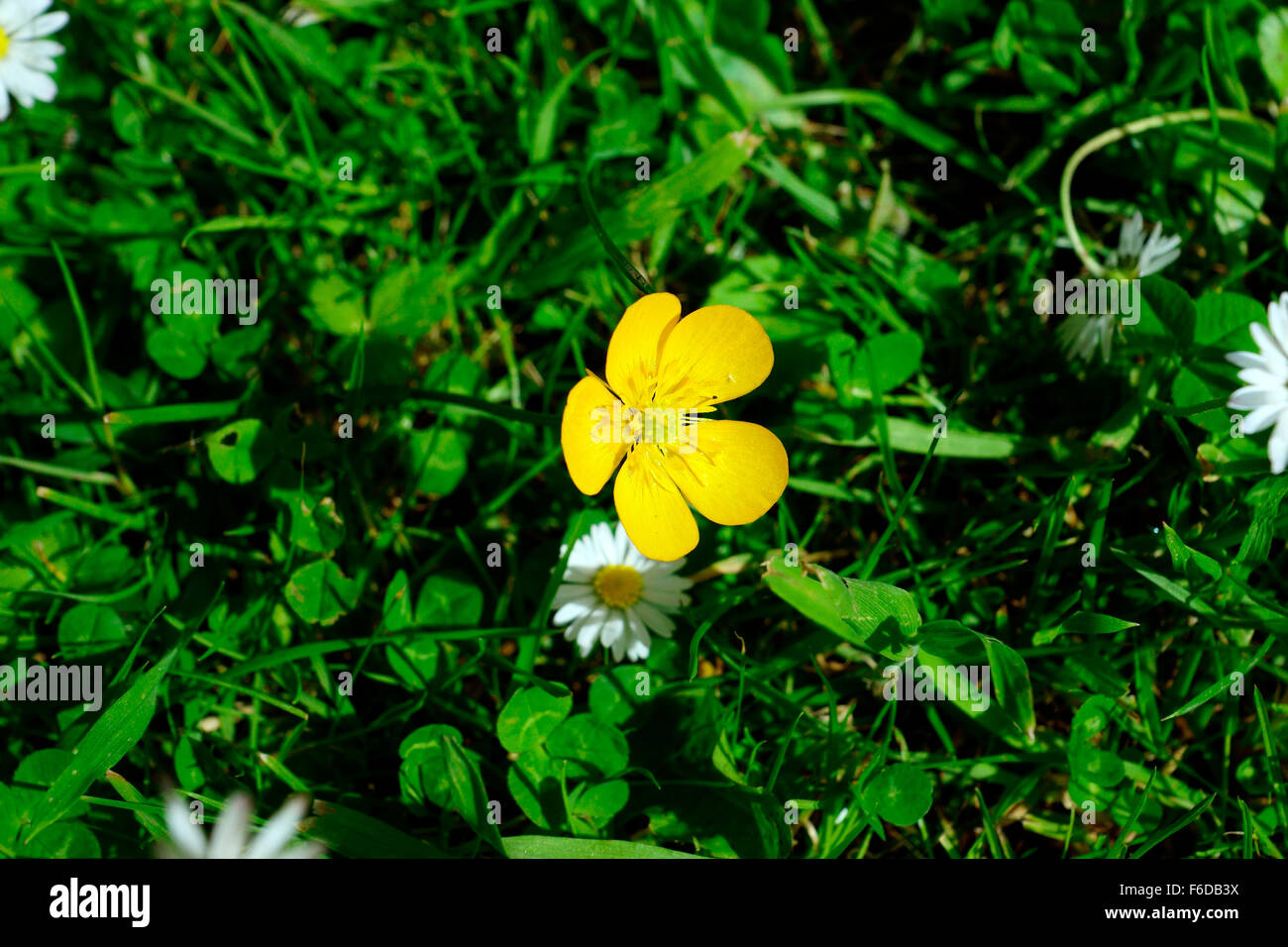 RAQ, FLOWER, BUTTERCUP, RANUNCULACEAE, RANUNCULUS Stock Photo - Alamy