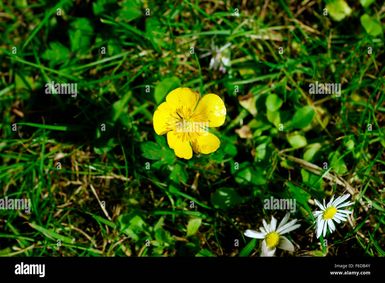 BUTTERCUP WITH GRASS Stock Photo - Alamy