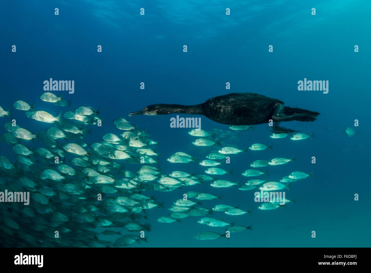 Spottail grunt hi-res stock photography and images - Alamy