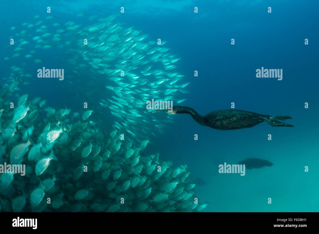 Spottail grunt hi-res stock photography and images - Alamy