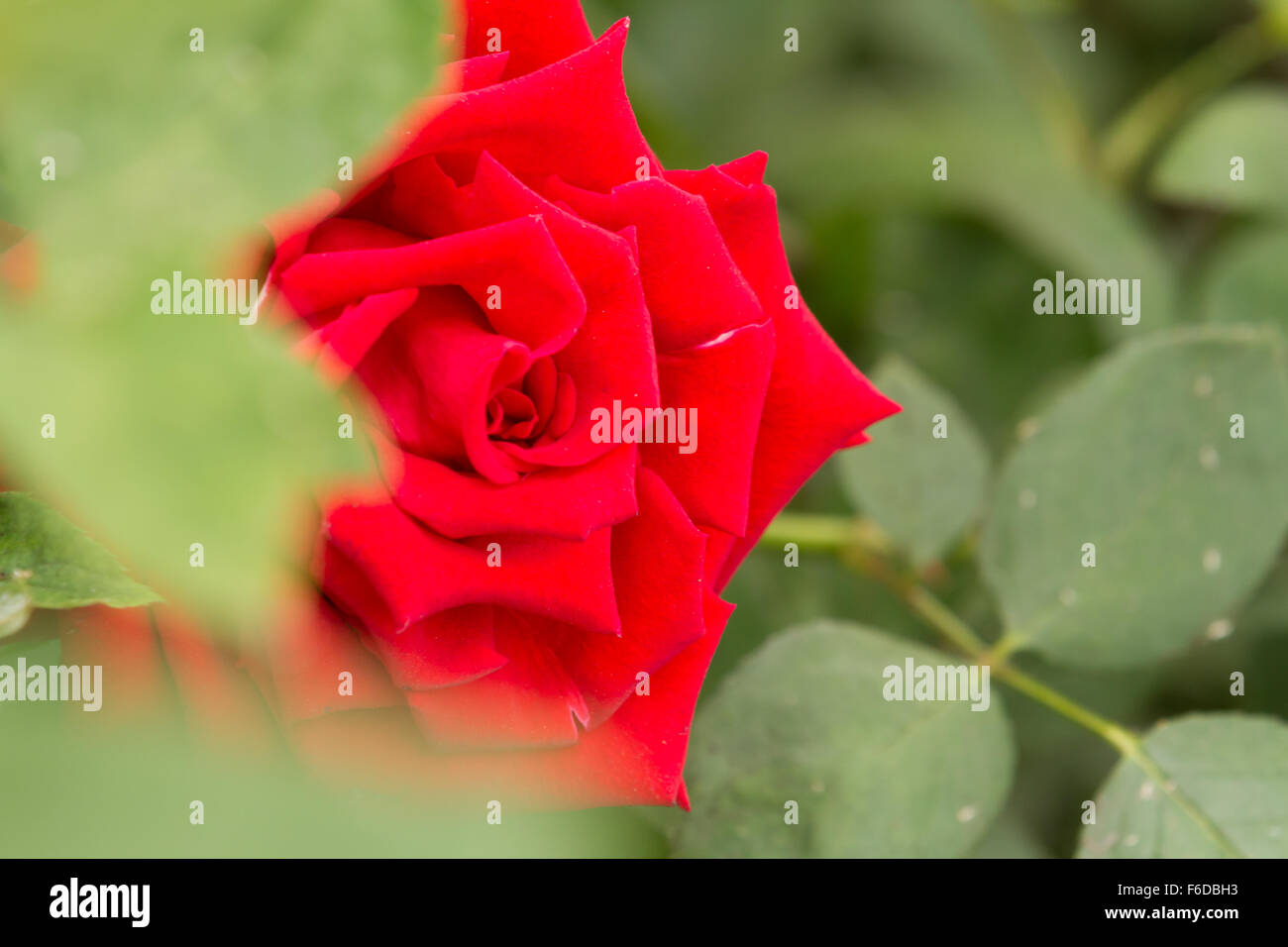 A rose can always amaze us with its beauty and deep color Stock Photo ...