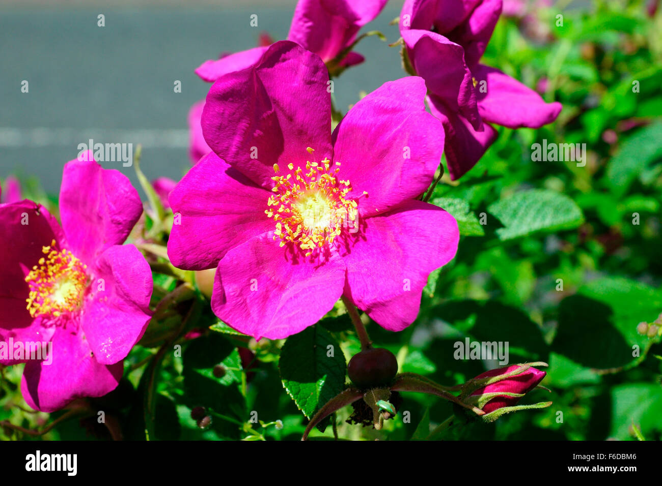ROSE HIP FLOWERS Stock Photo - Alamy