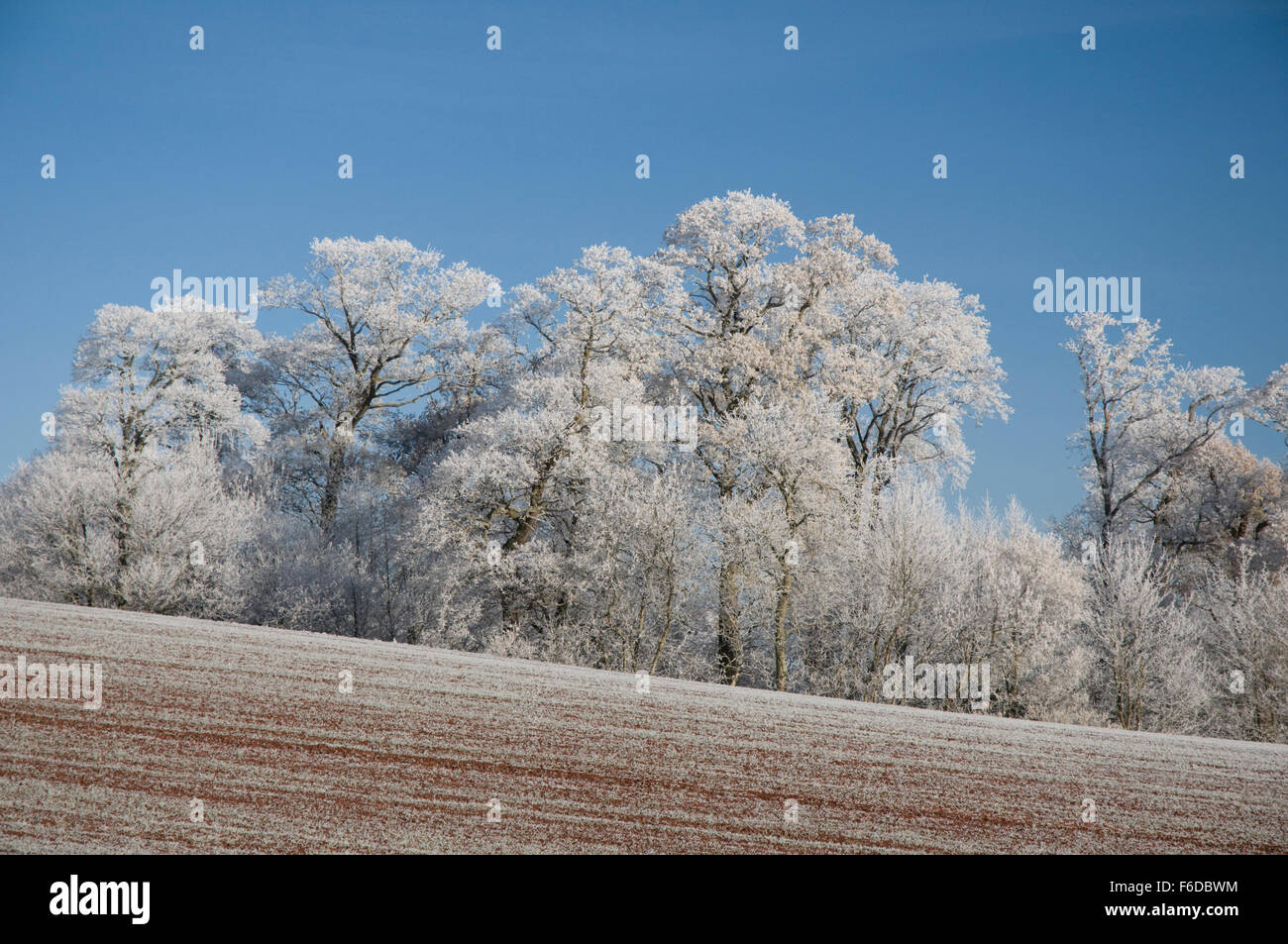 Heavy frost on trees in Scottish Borders Stock Photo - Alamy