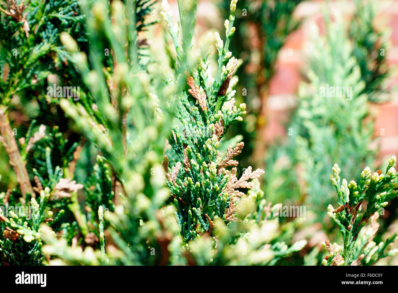 Pretty tree sap hi-res stock photography and images - Alamy