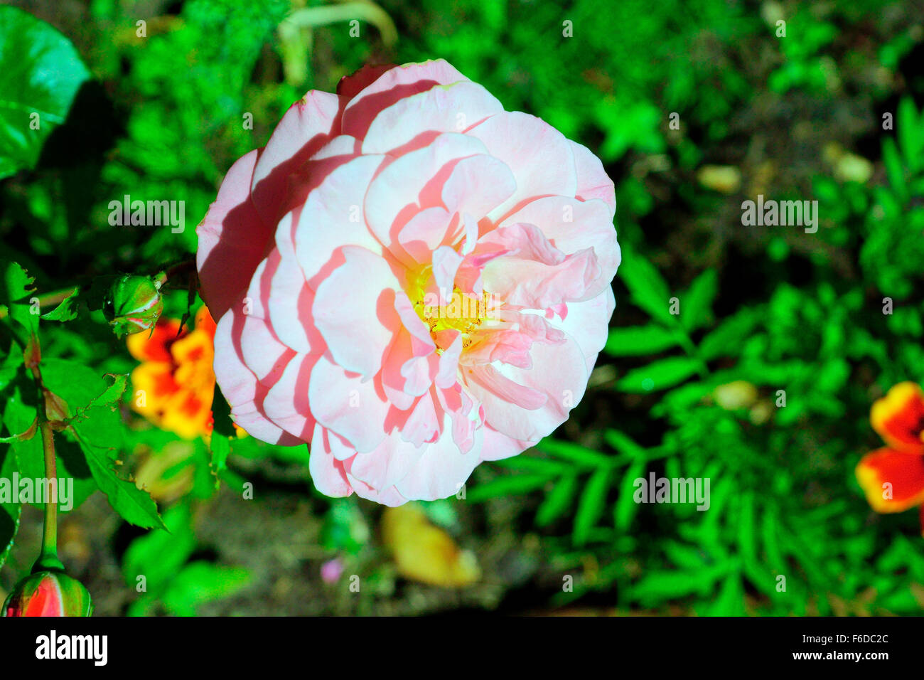LOVELY PINK ROSE IN BRIGHT SUNLIGHT Stock Photo - Alamy