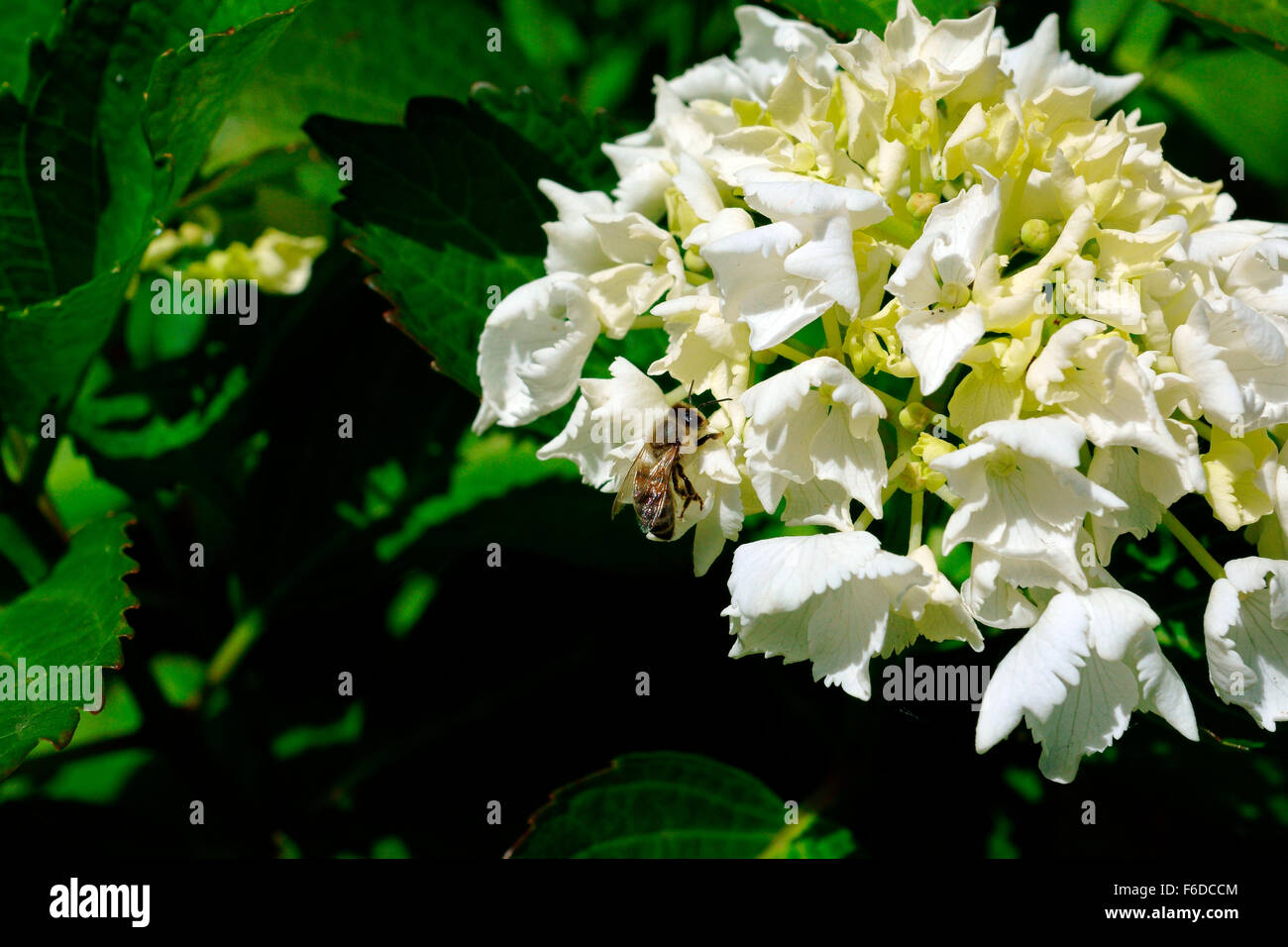 White bee indonesia hi-res stock photography and images - Alamy