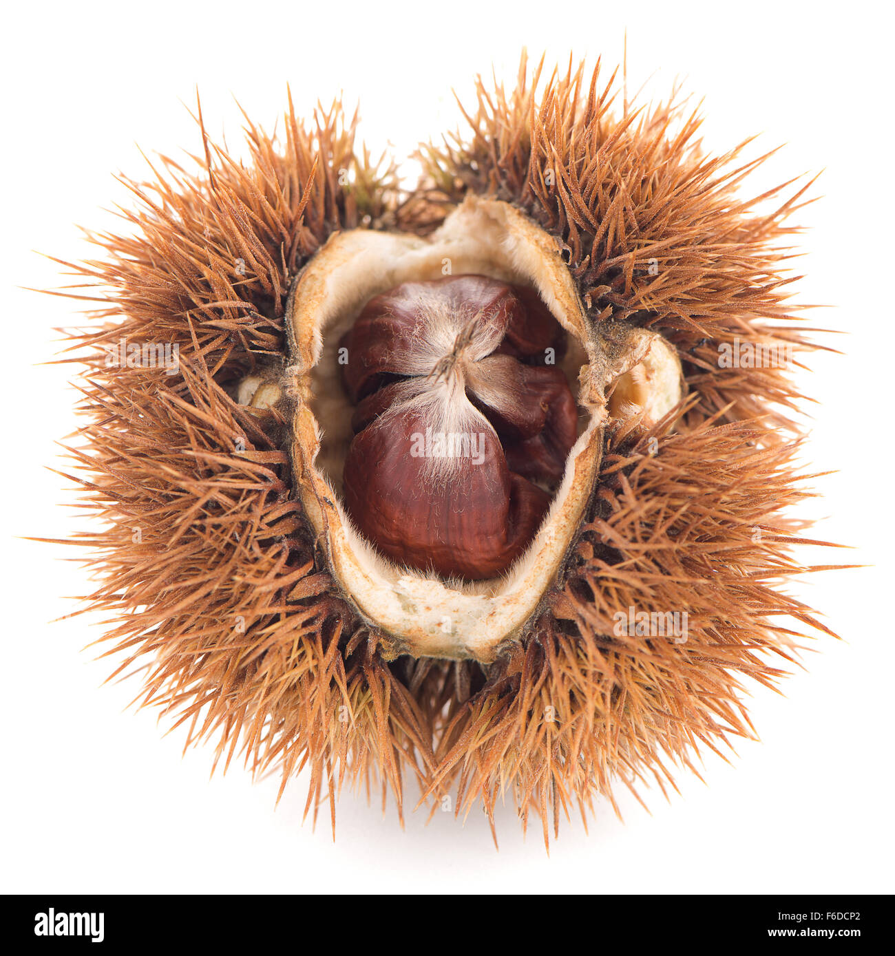 Chestnuts with shell isolated on white background Stock Photo - Alamy