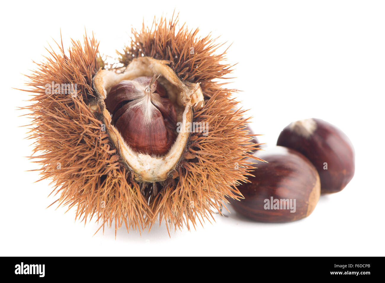Chestnuts with shell isolated on white background Stock Photo - Alamy