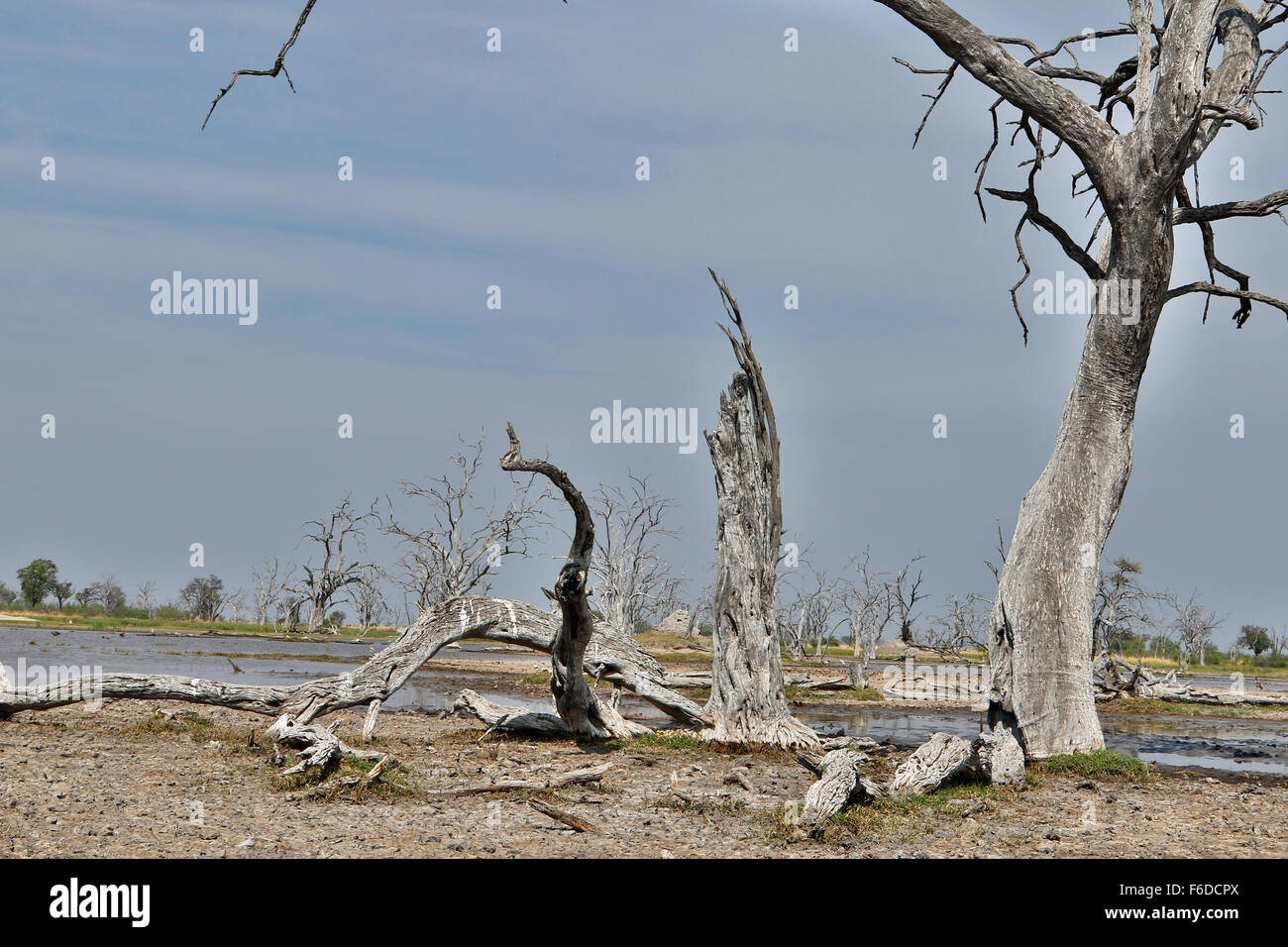 An eerie scene from Dead Tree Island in Botswana Stock Photo - Alamy