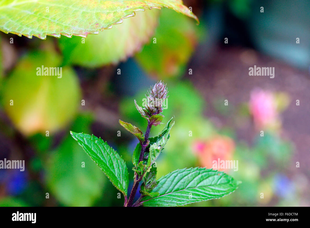 Chewing mint flavour gum hi-res stock photography and images - Alamy